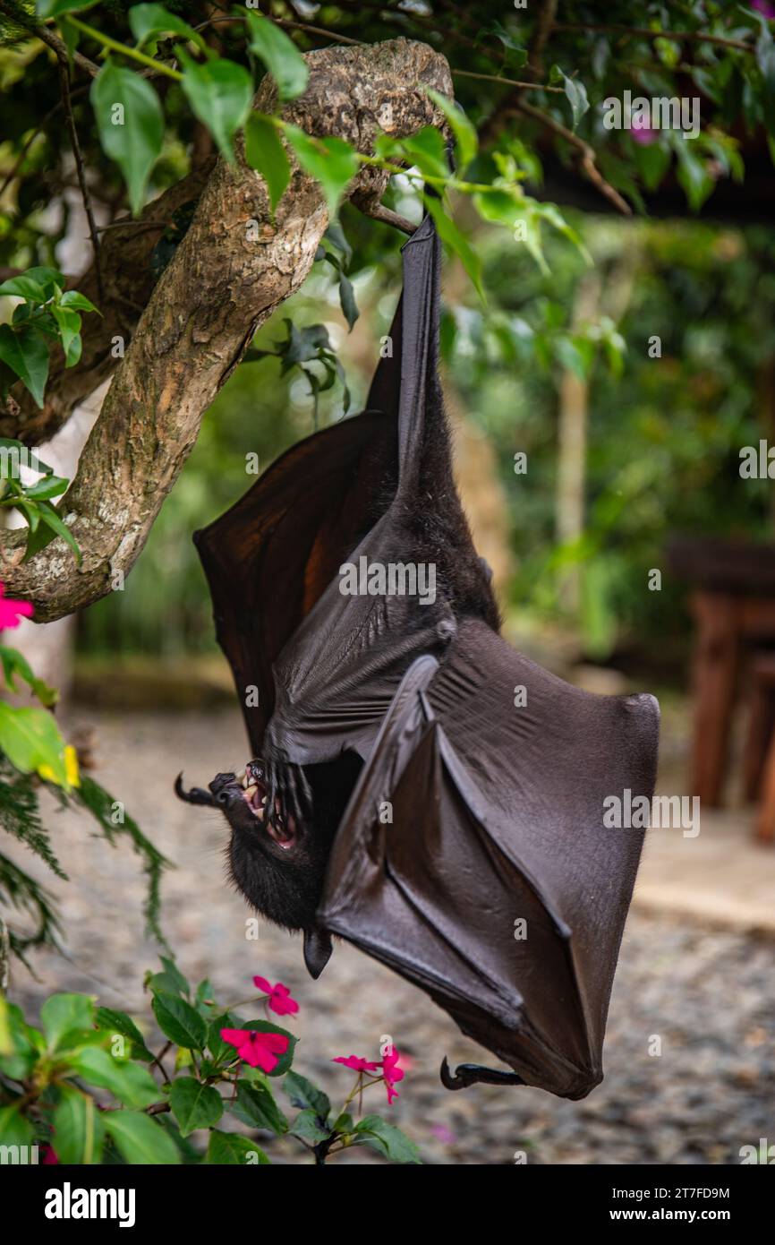 A flying fox on a bush with flowers on the ground in Bali, Indonesia ...
