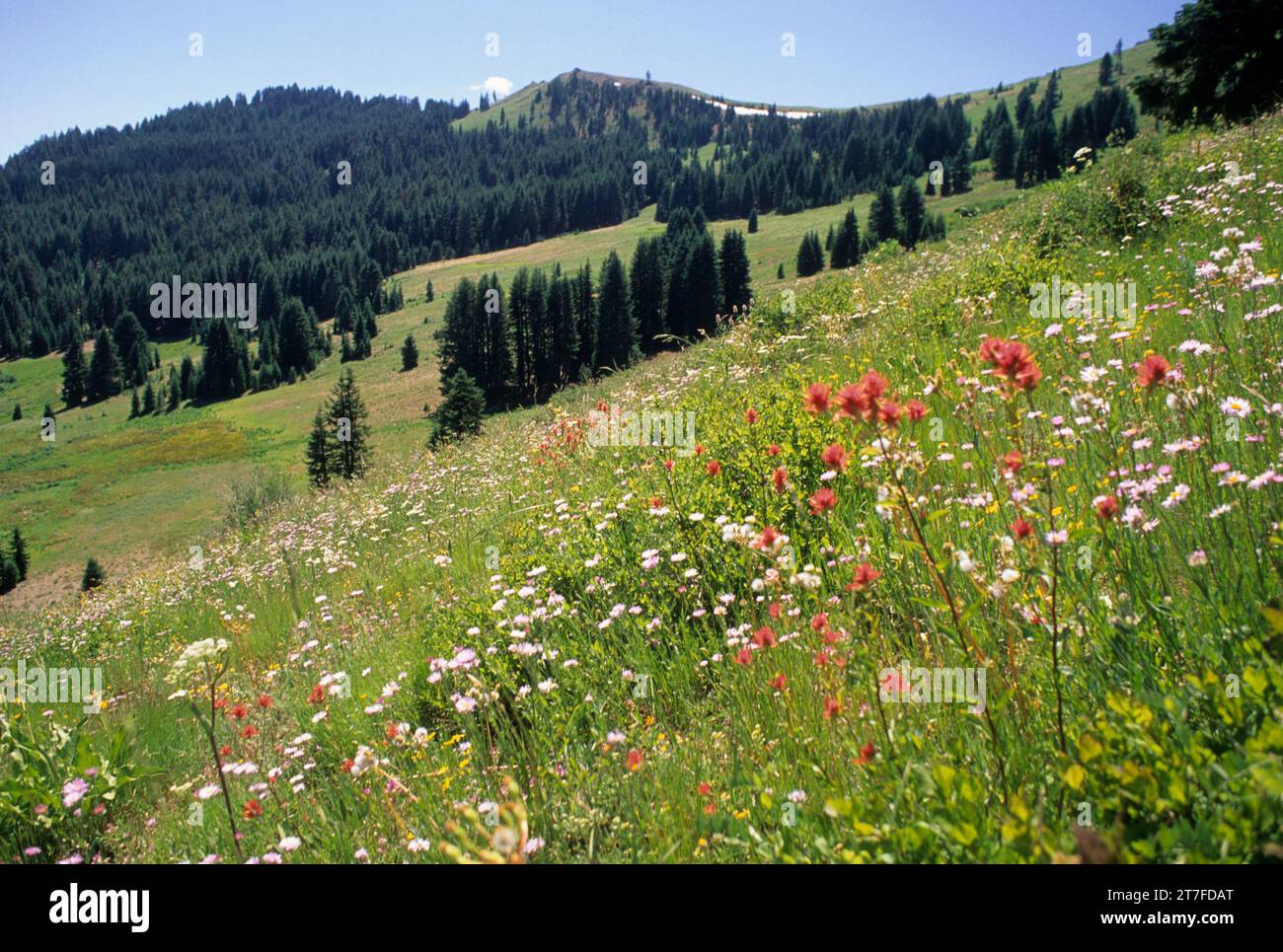 Cow Creek Glade & Jackson Gap from Pacific Crest Trail, Rogue River ...