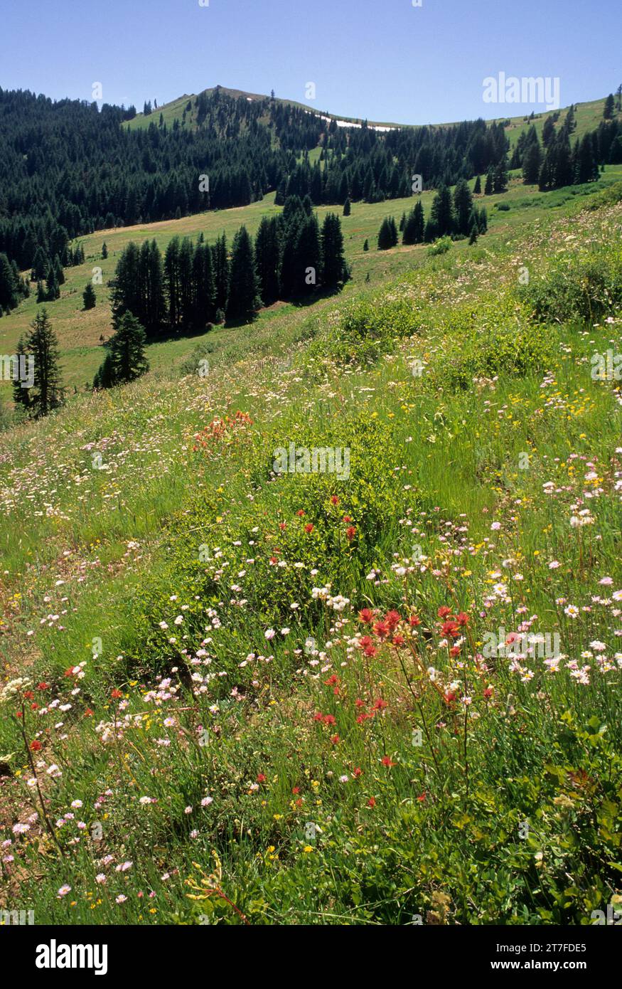 Cow Creek Glade & Jackson Gap from Pacific Crest Trail, Rogue River ...