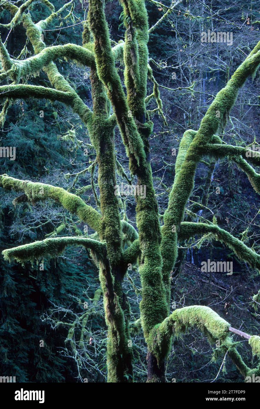 Moss-draped bigleaf maple on Eagle Creek Trail, Mt Hood National Forest ...