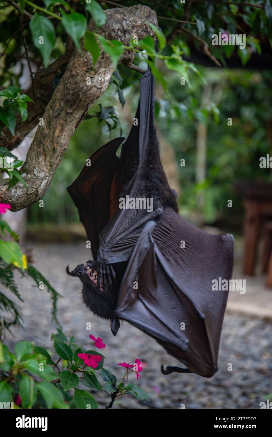 A flying fox on a bush with flowers on the ground in Bali, Indonesia ...
