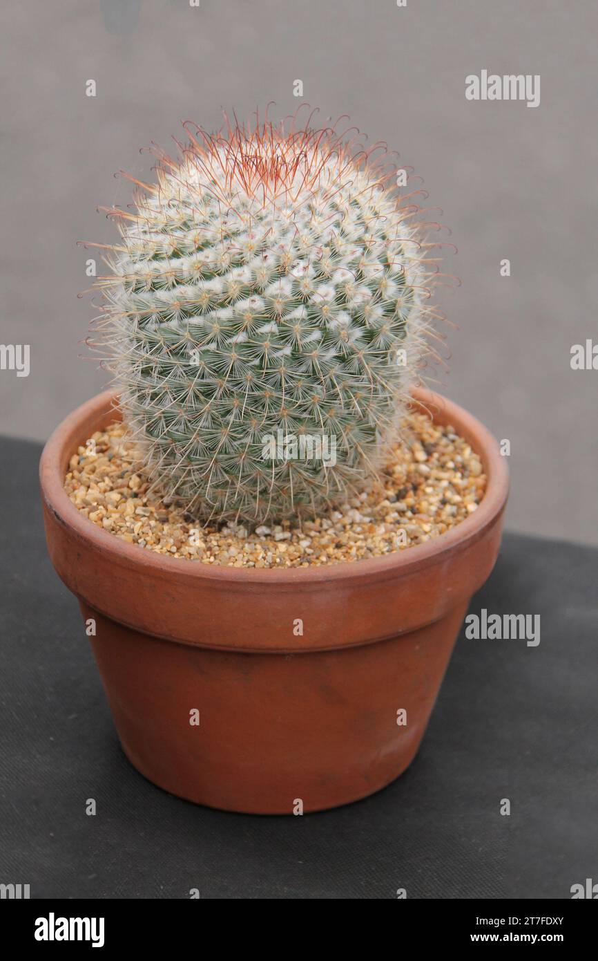 Spiky cactus hi-res stock photography and images - Alamy