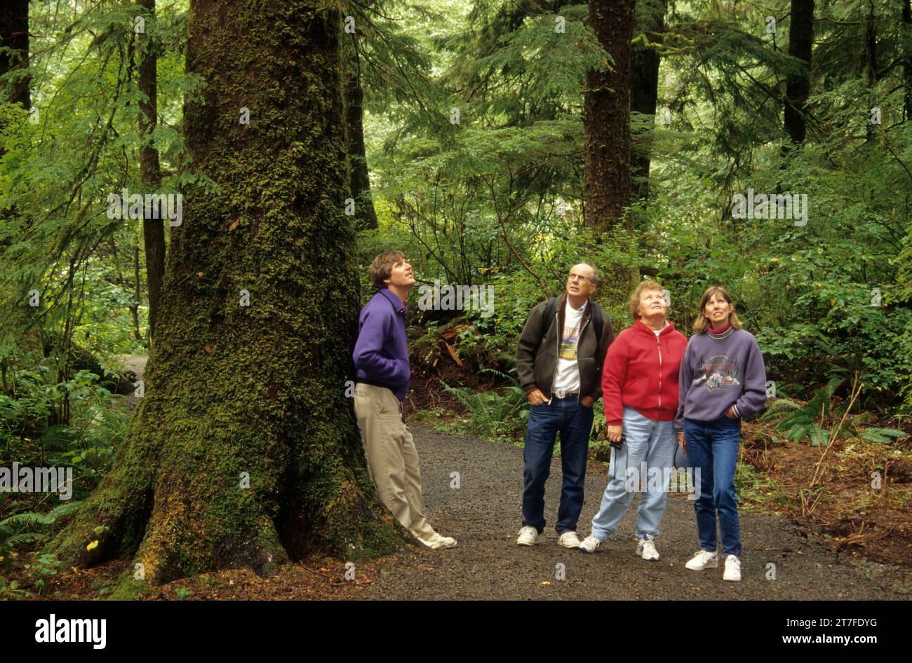 Ancient forest Sitka spruce (Picea sitchensis), Oswald West State Park ...