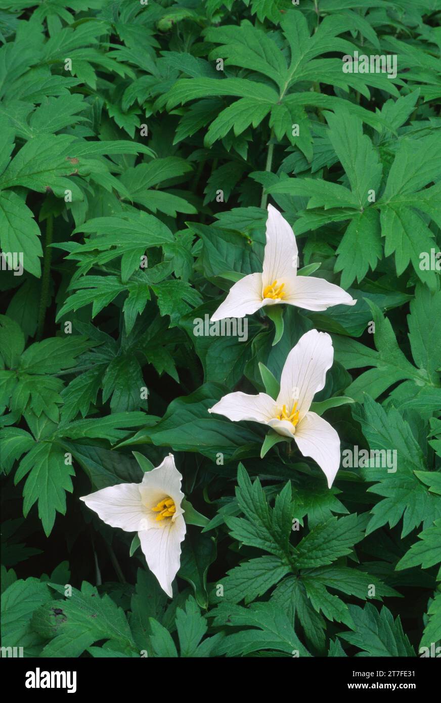 Western trillium (Trillium ovatum), Tryon Creek State Park, Oregon ...