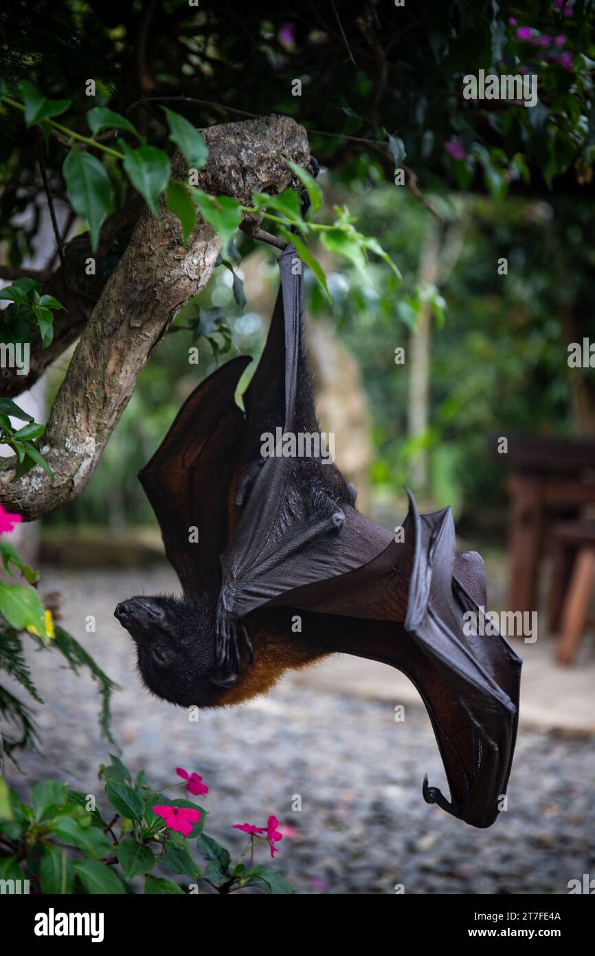 A flying fox on a bush with flowers on the ground in Bali, Indonesia ...
