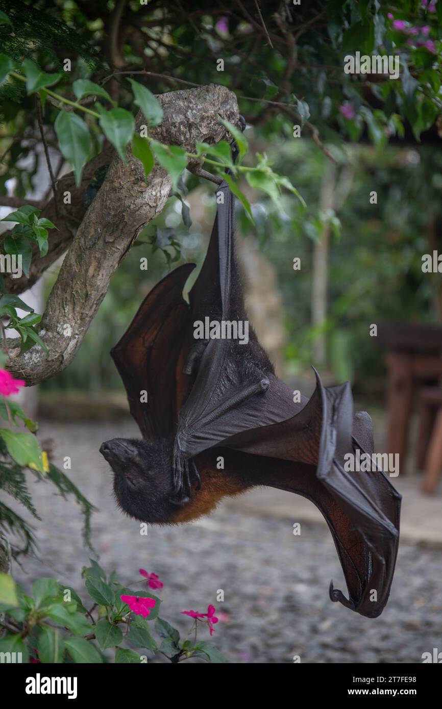 A flying fox on a bush with flowers on the ground in Bali, Indonesia ...