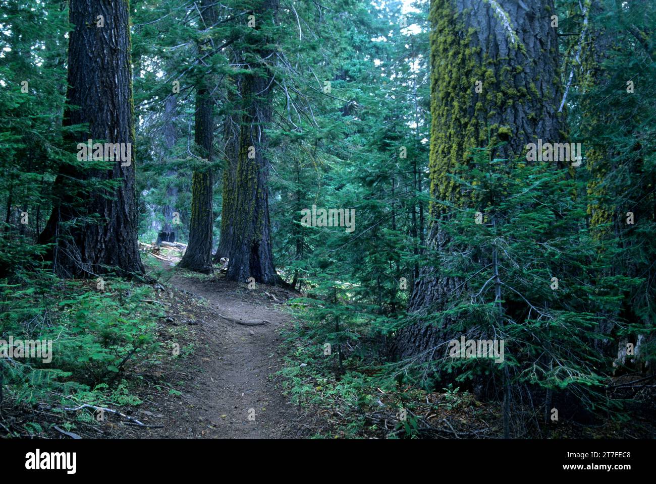 Fir forest along West Eagle Trail, Eagle Cap Wilderness, Wallowa ...