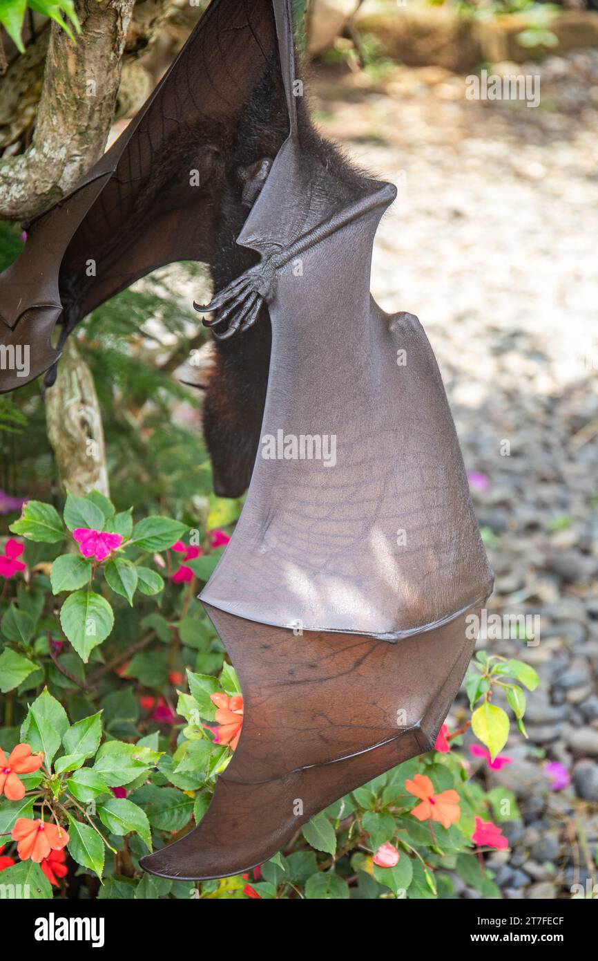 A flying fox on a bush with flowers on the ground in Bali, Indonesia ...