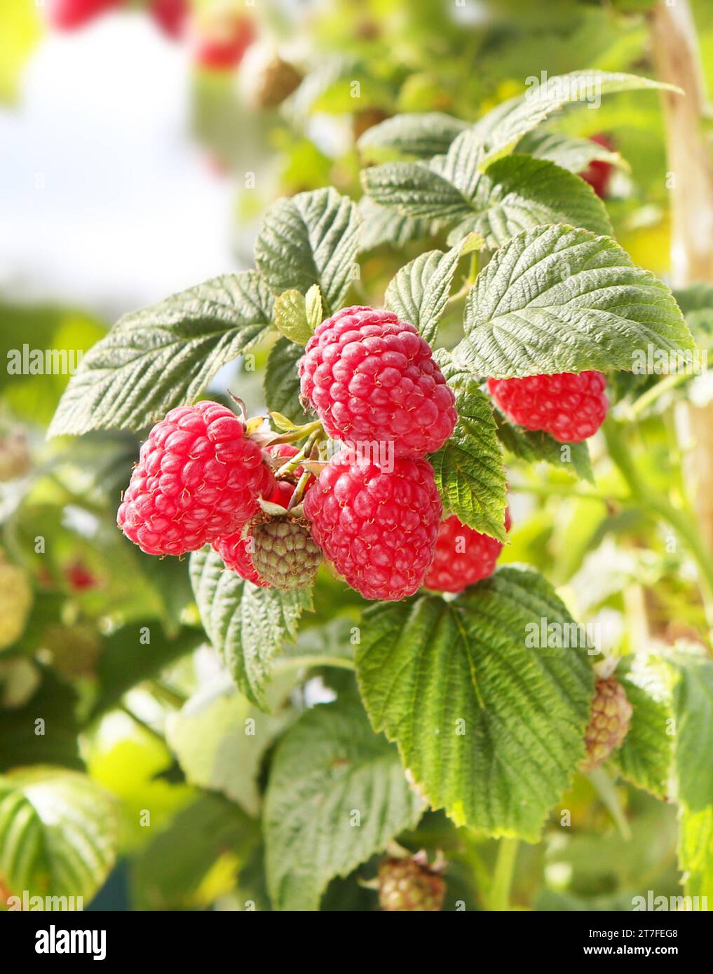 Raspberry bush close-up. Branch of red, ripe raspberries in the garden ...