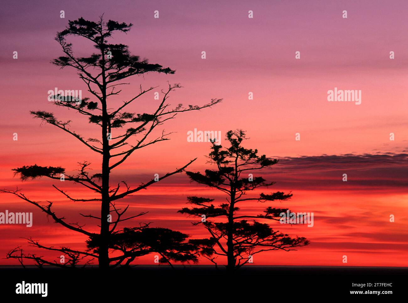 Sitka spruce (Picea sitchensis) sunset, Ecola State Park, Lewis & Clark ...