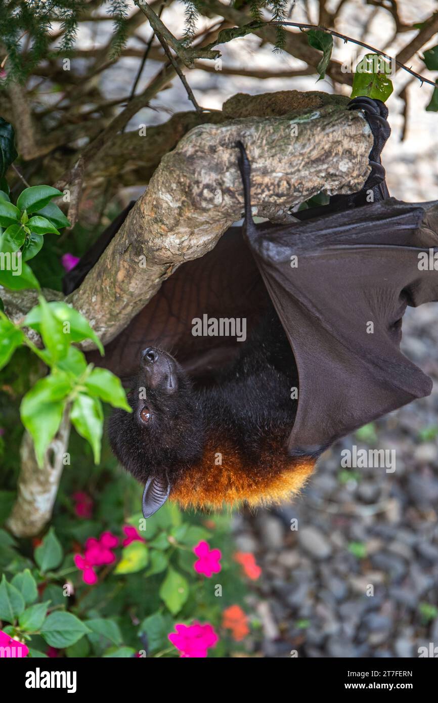 A flying fox on a bush with flowers on the ground in Bali, Indonesia ...