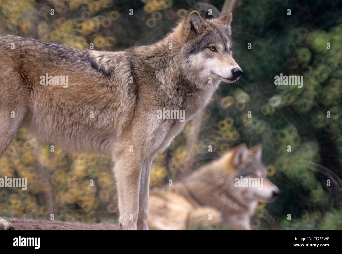 Portland zoo hi-res stock photography and images - Alamy