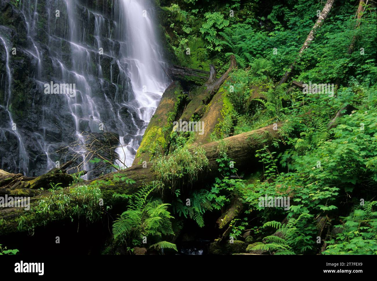 Tillamook state forest wilson river hi-res stock photography and images ...