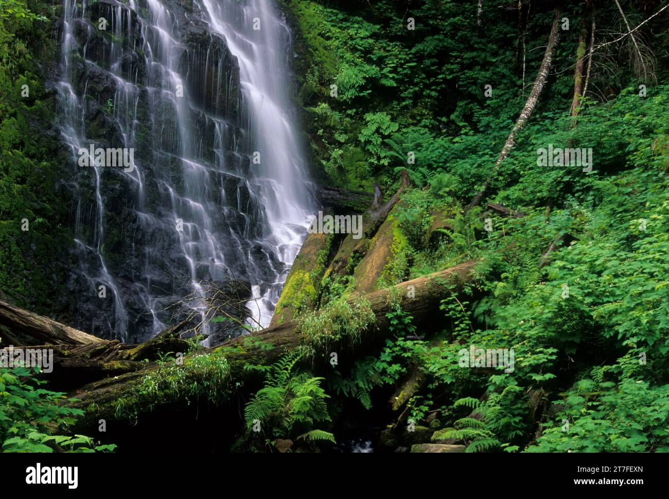 Tillamook state forest wilson river hi-res stock photography and images ...