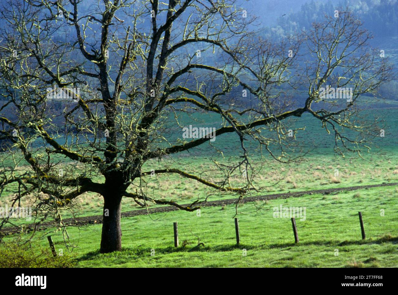 Oak by ranch fence, Mildred Kanipe Park, Oregon Stock Photo - Alamy
