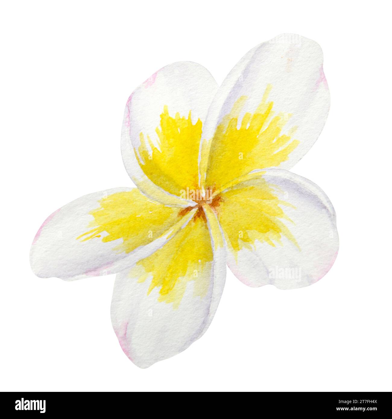 White frangipani illustration. Watercolor hand drawn clip art of exotic ...