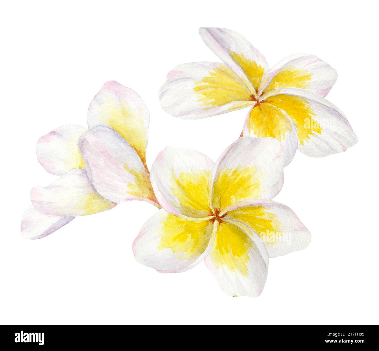White frangipani illustration. Watercolor hand drawn clip art of exotic ...