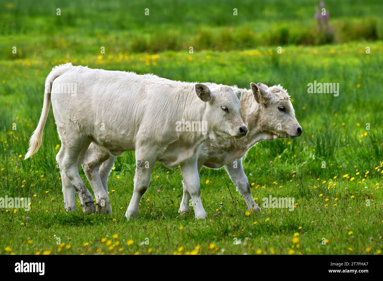 Two young bulls with light fur walking together across a flower meadow ...