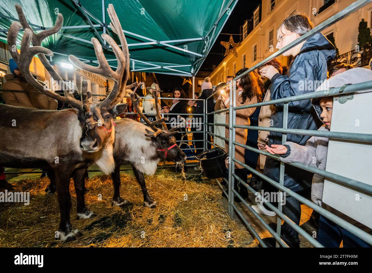 London, UK. 15th Nov, 2023. Motcomb street reindeer - Belgravia switch ...
