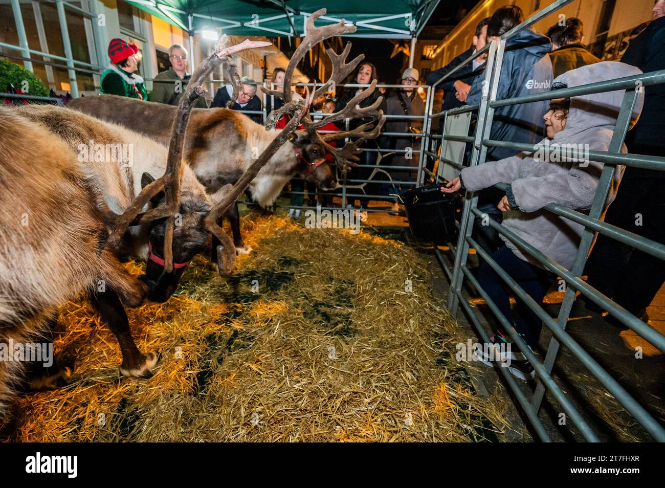 London, UK. 15th Nov, 2023. Motcomb street reindeer - Belgravia switch ...