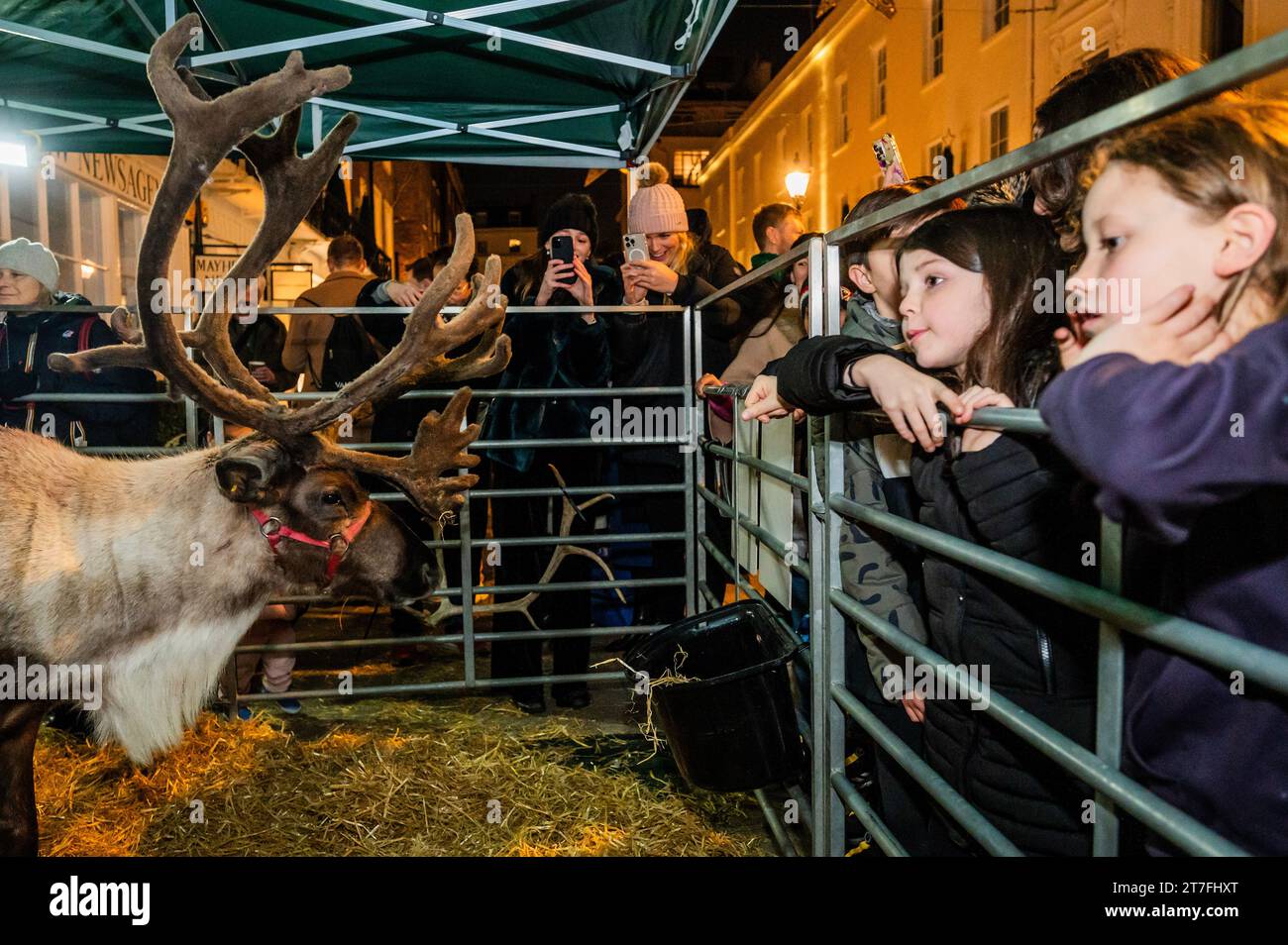 London, UK. 15th Nov, 2023. Motcomb street reindeer - Belgravia switch ...