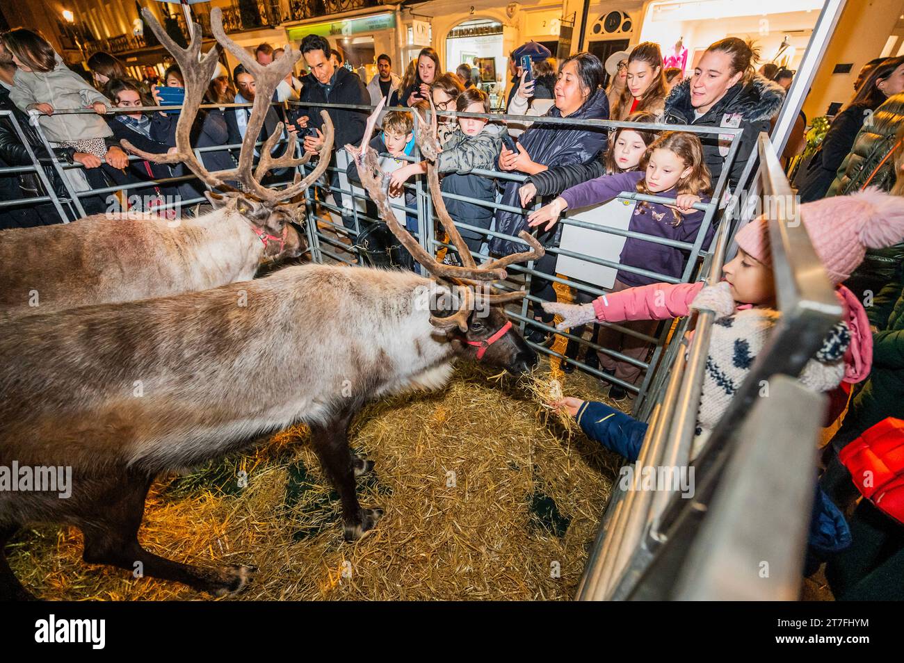 London, UK. 15th Nov, 2023. Motcomb street reindeer - Belgravia switch ...
