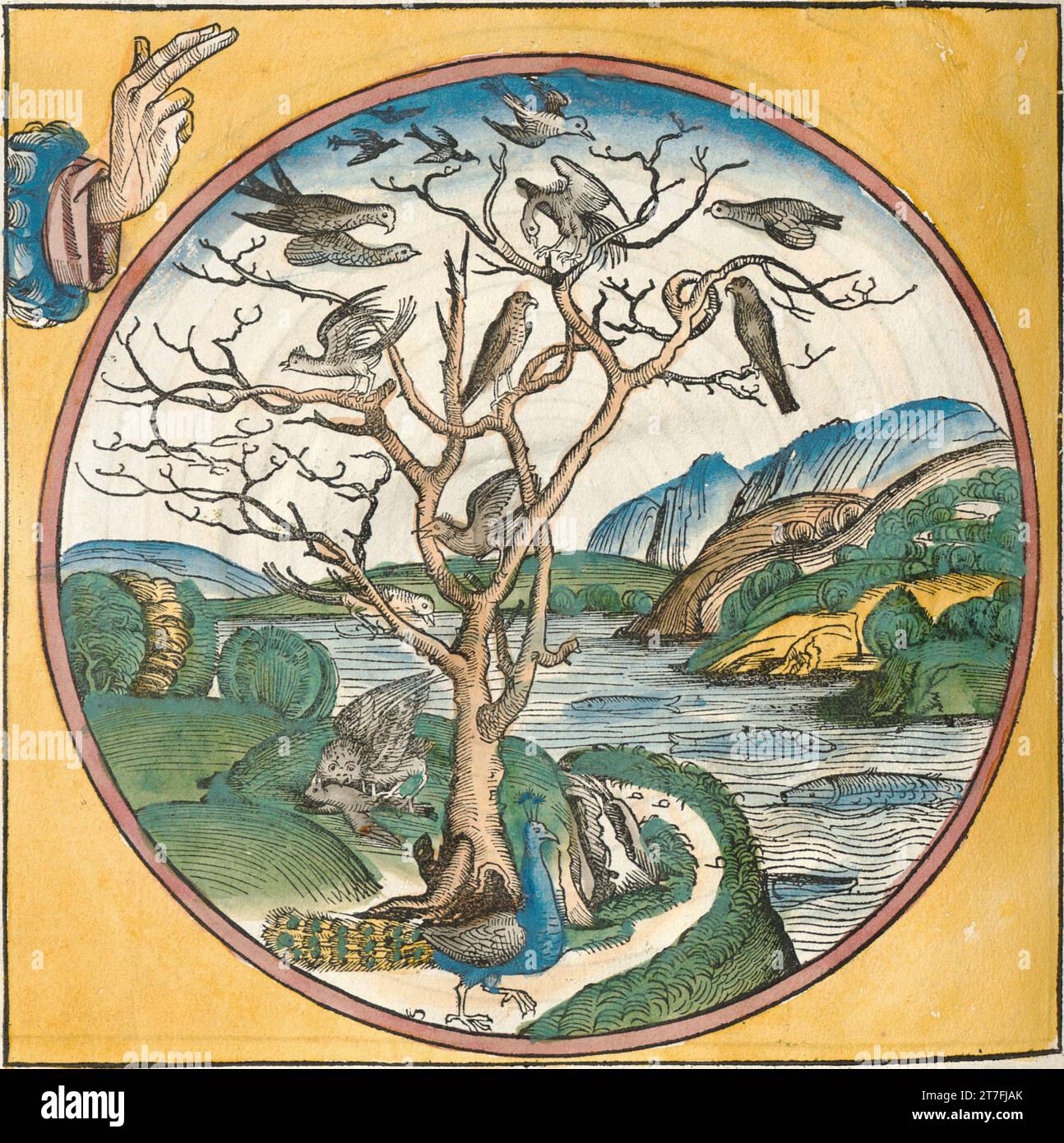 Depiction of the fifth day of creation - Illustration from The ...