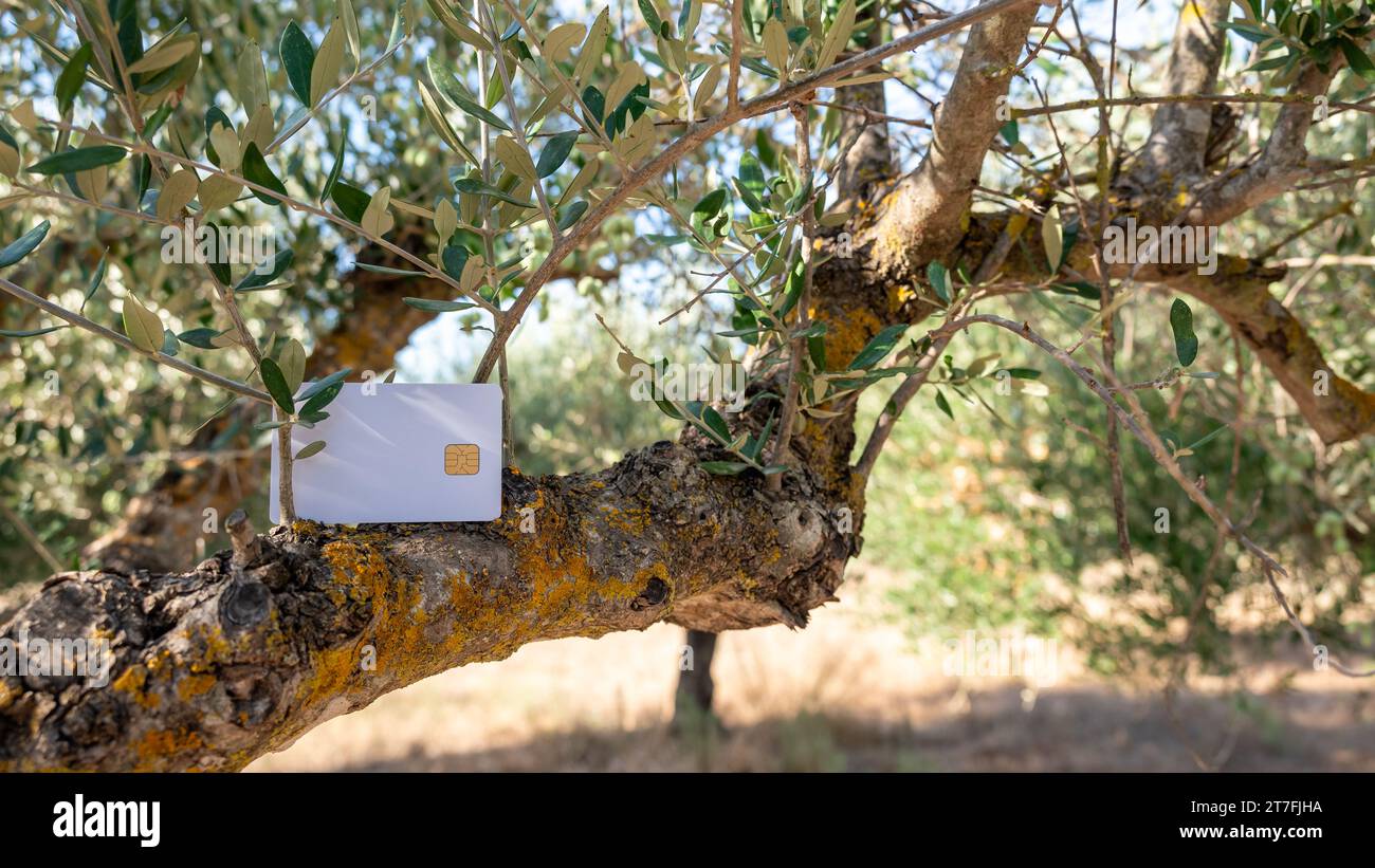 White bank card is positioned on olive tree, creatively portraying idea ...