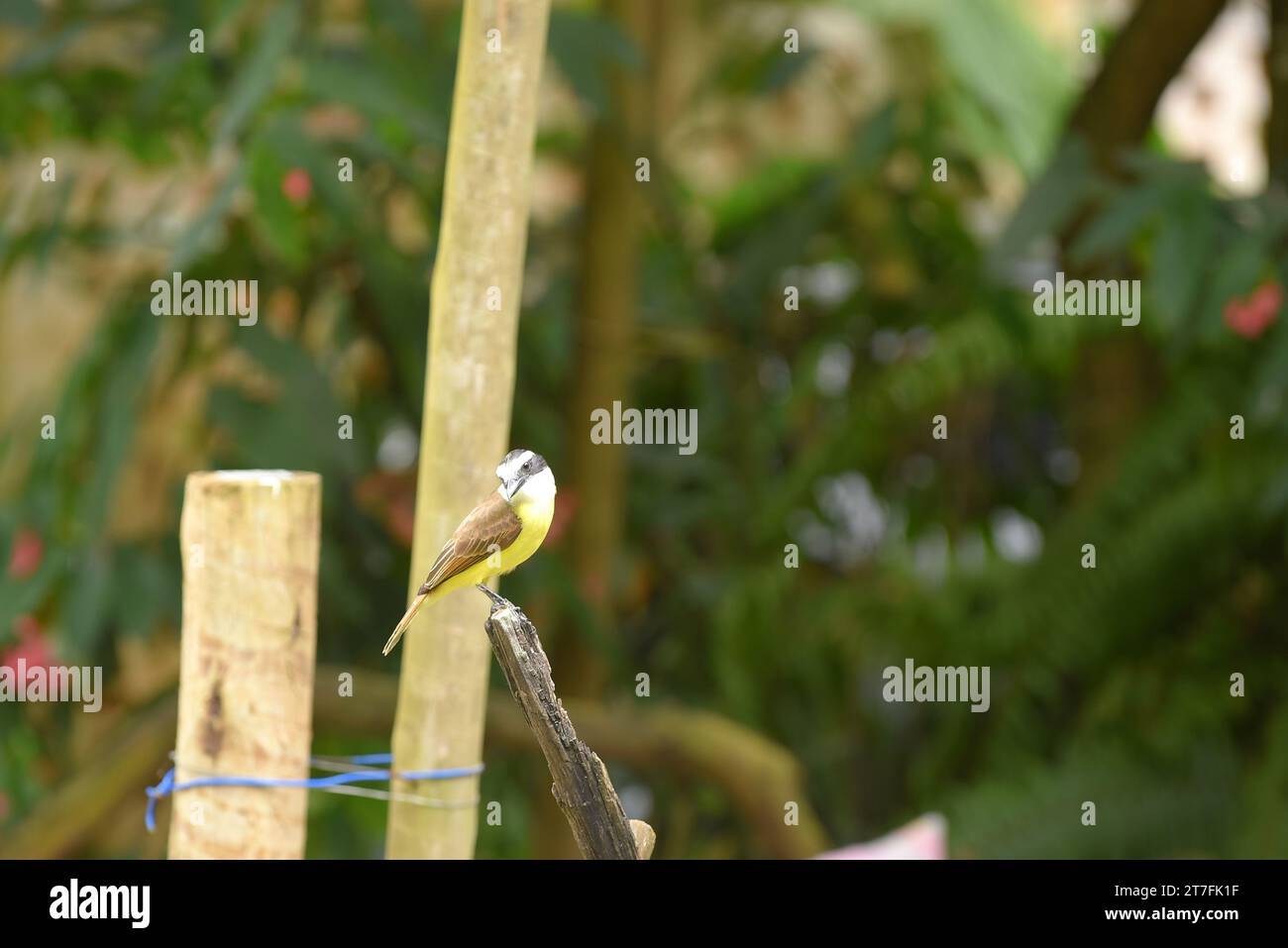natural wild bird perched on a tree branch resting bird in nature free ...