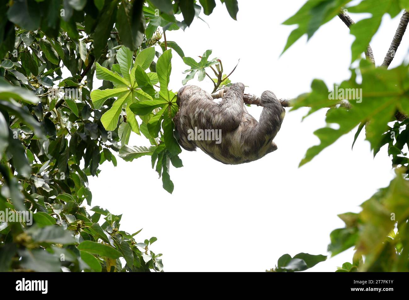 Closeup of a three toed sloth hi-res stock photography and images - Alamy