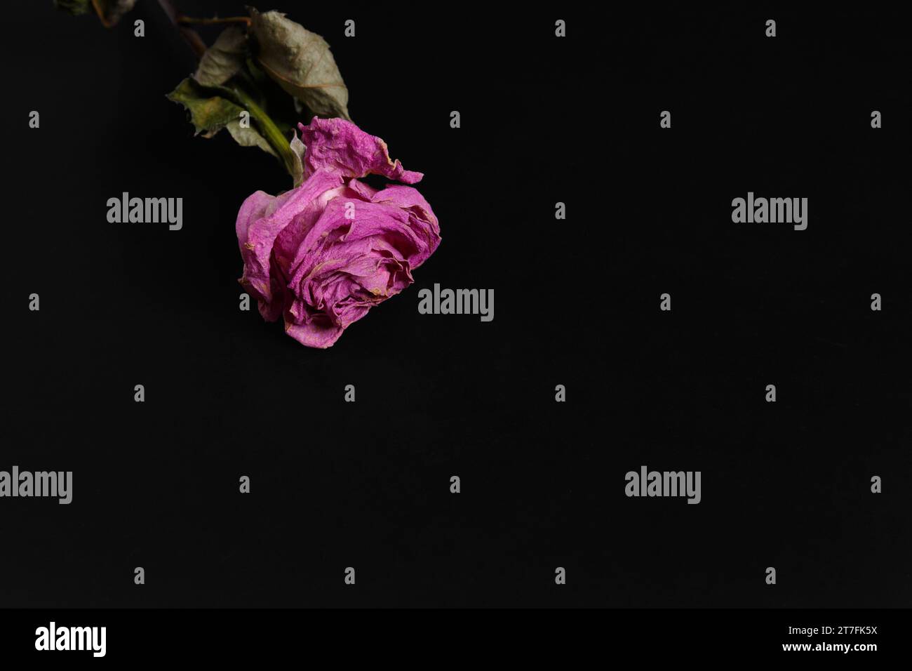 Dry pink rose on a black background. Single dead rose close up, copy ...