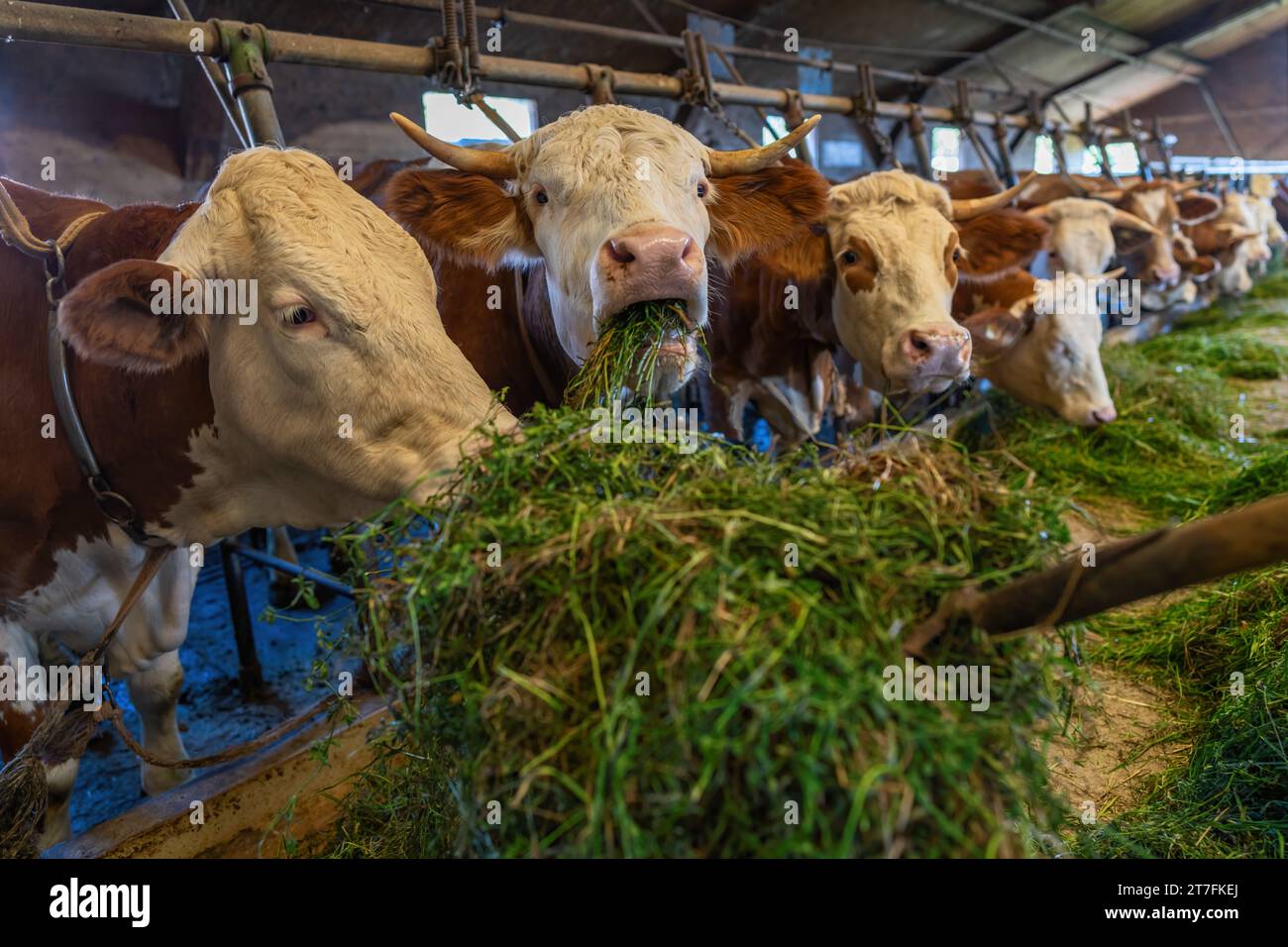 Cows eating fresh grass from a pitchfork in a row inside a dairy barn ...