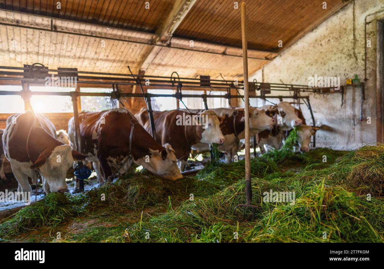 Intensive breeding of cows in a row exploited for milk production ...