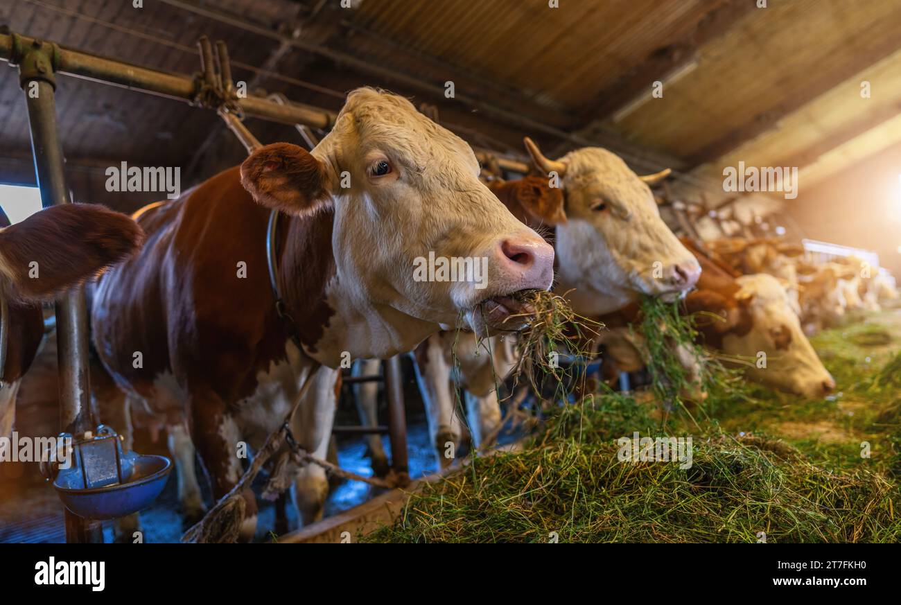 Intensive breeding of cows in a row exploited for milk production ...