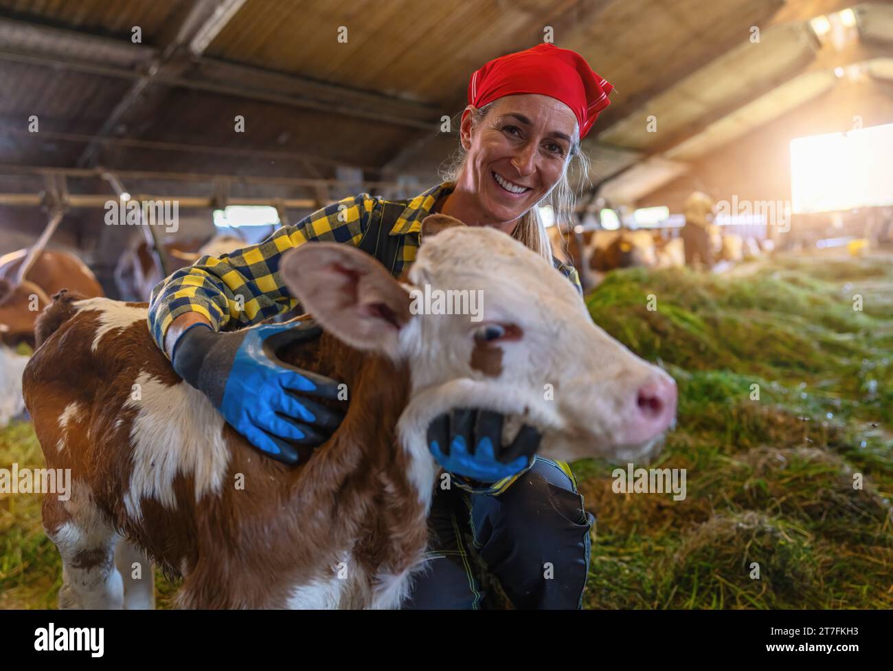 Calf with bandana hi-res stock photography and images - Alamy