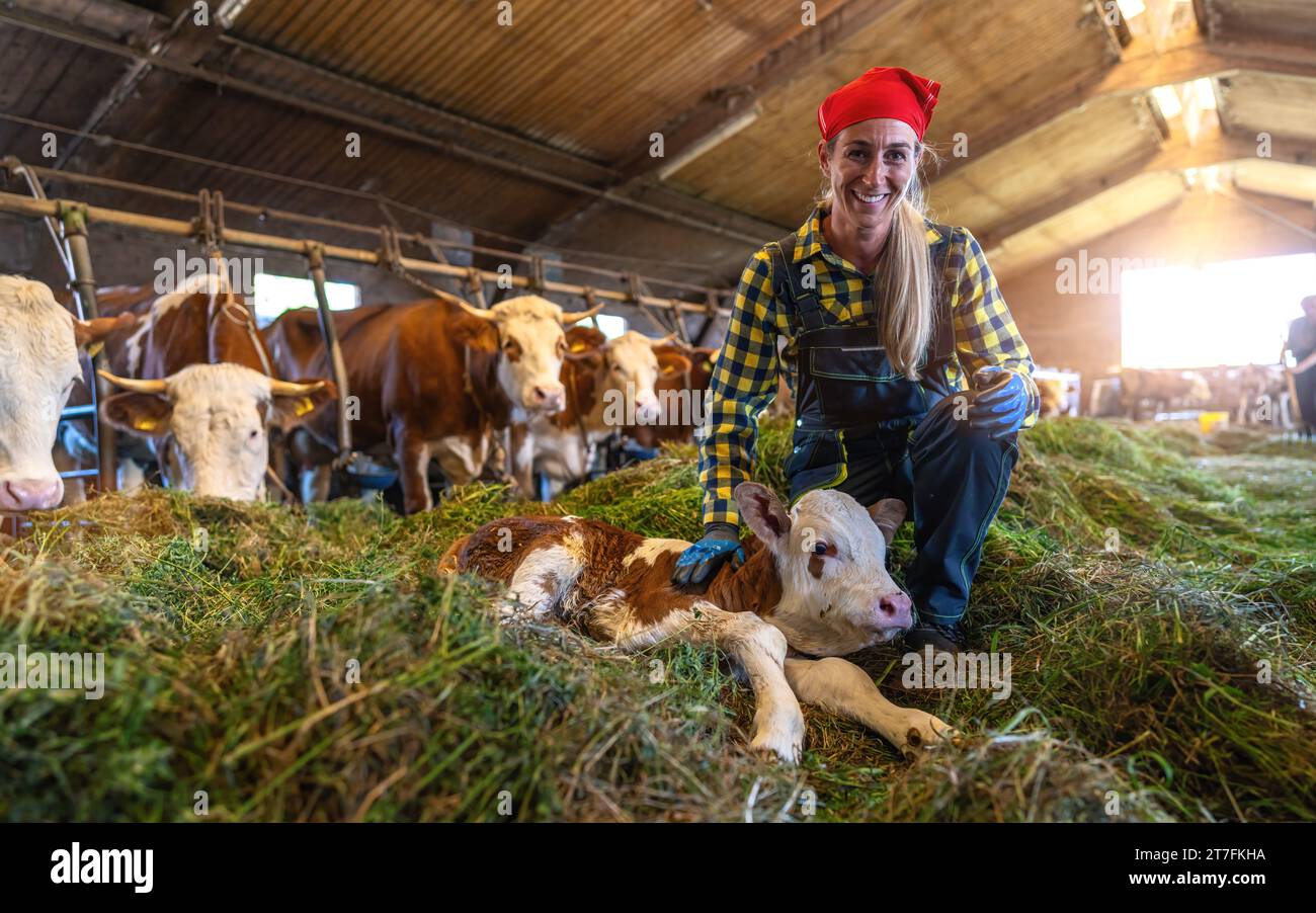 Happy female farmer kneeling beside resting calf in cowshed with cattle ...