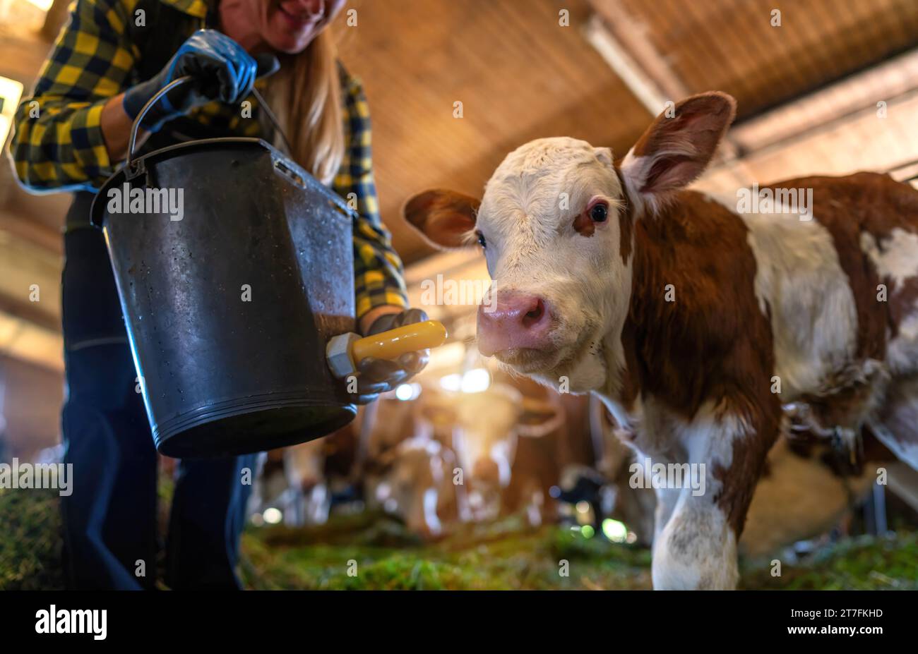 Farmer feeding a young calf with a milk bottle in a barn Stock Photo ...
