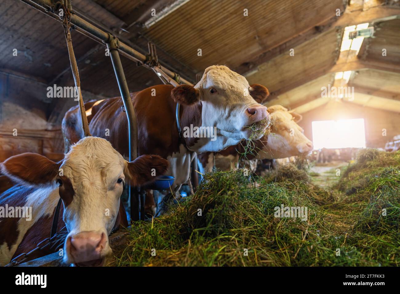 cows in a row exploited for milk production confined to a barn on a ...