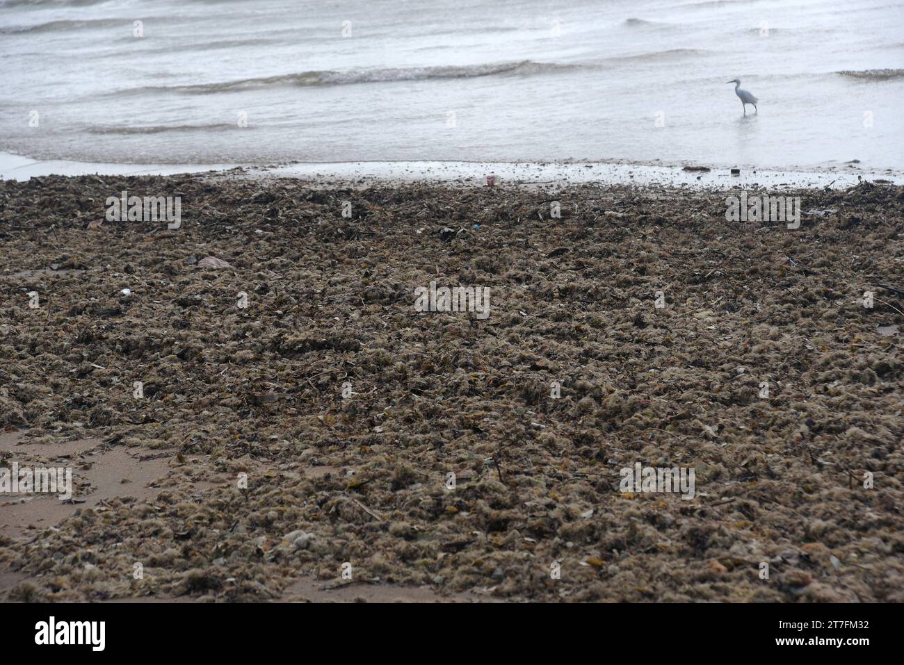 garbage thrown on the beach, sewage and dirt, bad care for nature ...