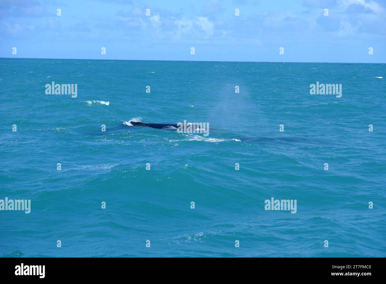 high seas , open ocean blue water whale coast cel azum calm fish ...