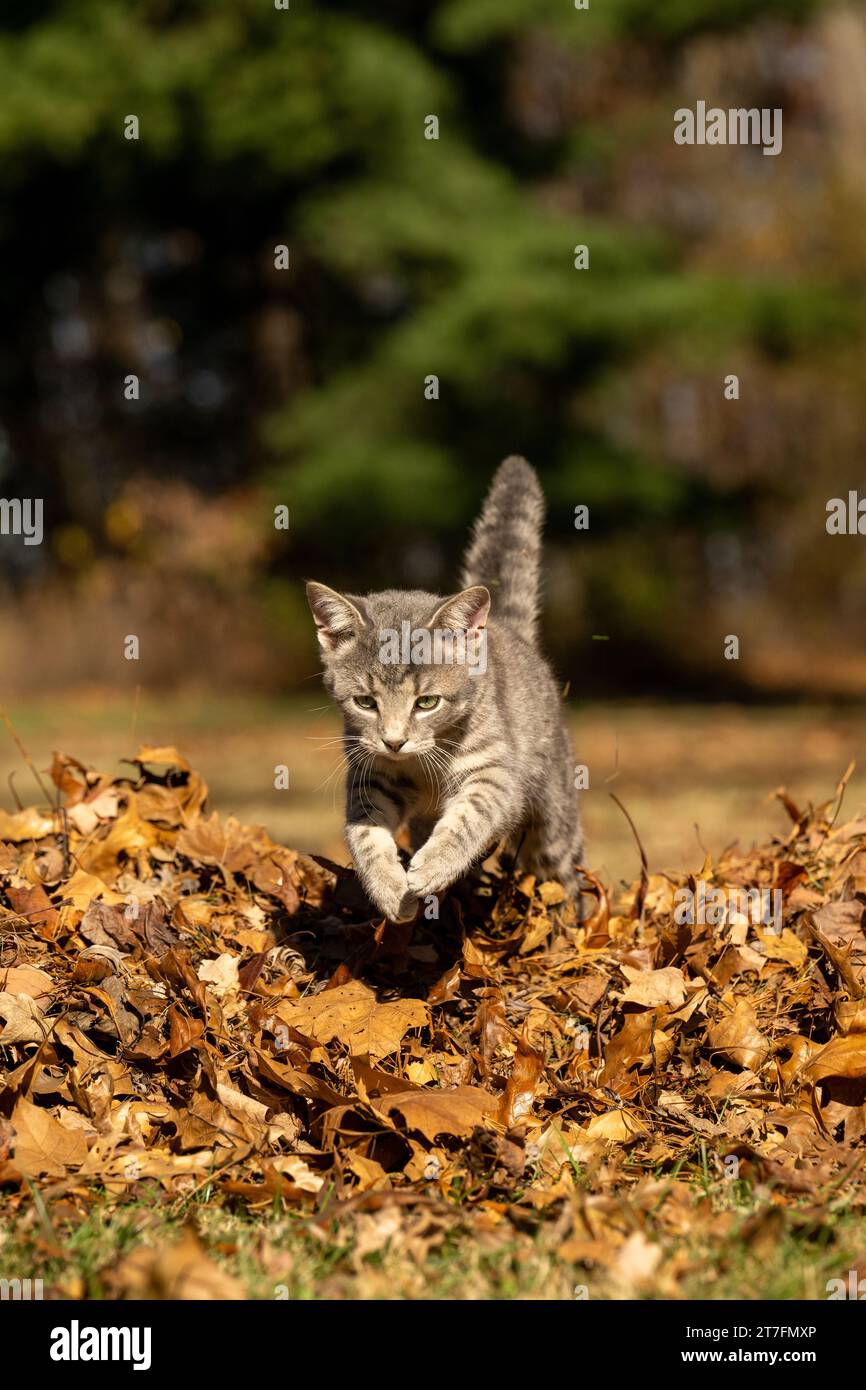 Cute gray tabby cat leaping over a pile of dried leaves in a yard in ...