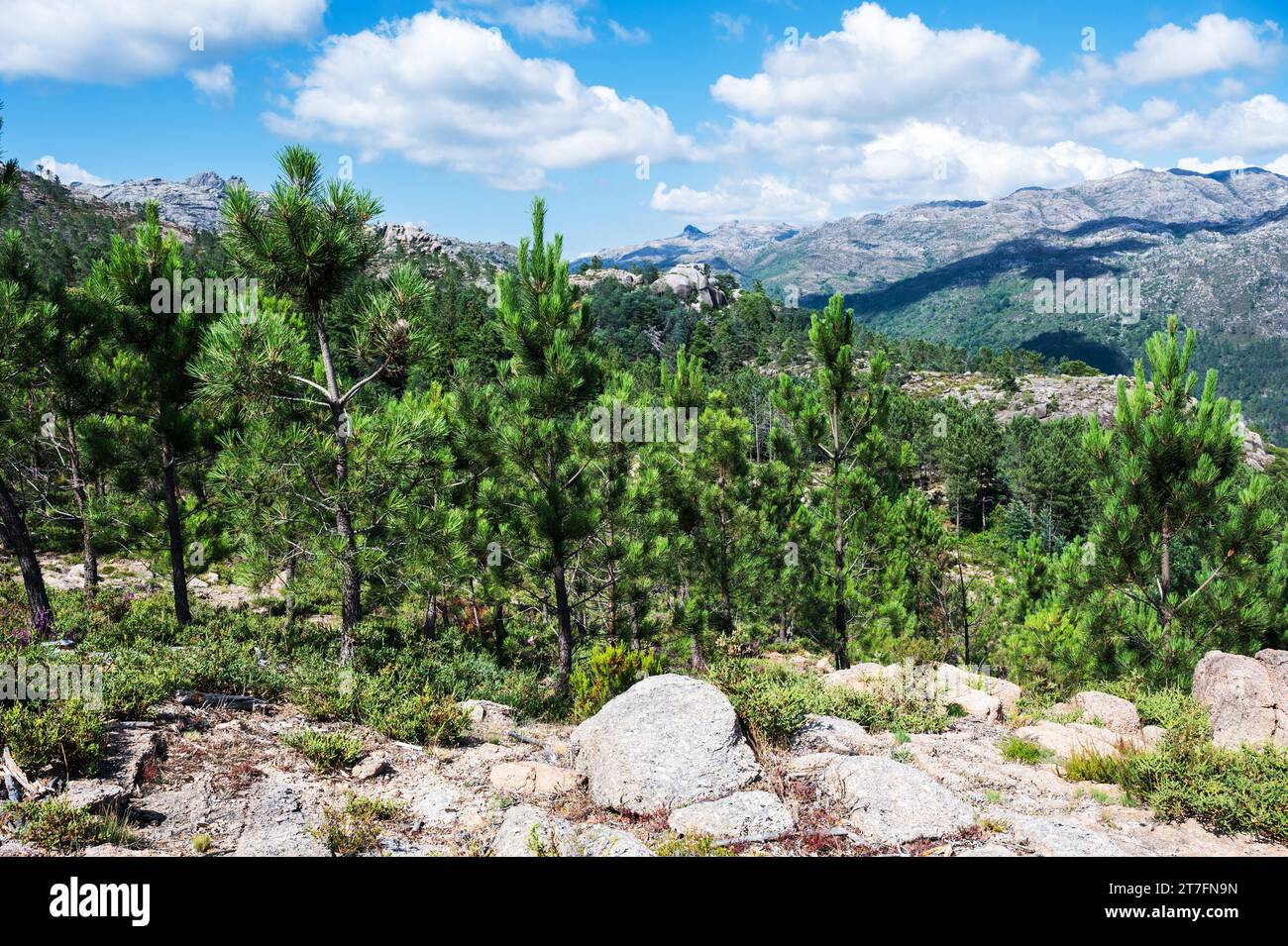 Trilho da silha dos ursos hi-res stock photography and images - Alamy