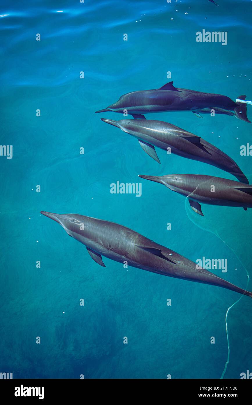 Spinner dolphins hi-res stock photography and images - Alamy