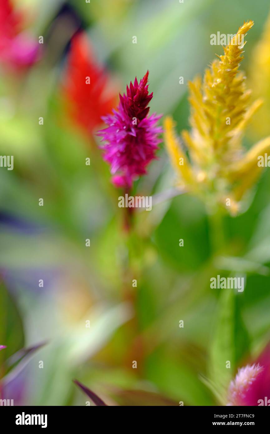 Colorful and beautiful feather amaranth celossia flower in bloom Stock ...