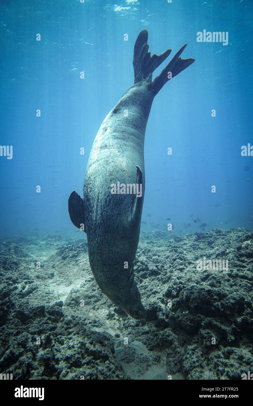 Hawaiian Monk Seal Hunts for Fish amongst the reef Stock Photo - Alamy