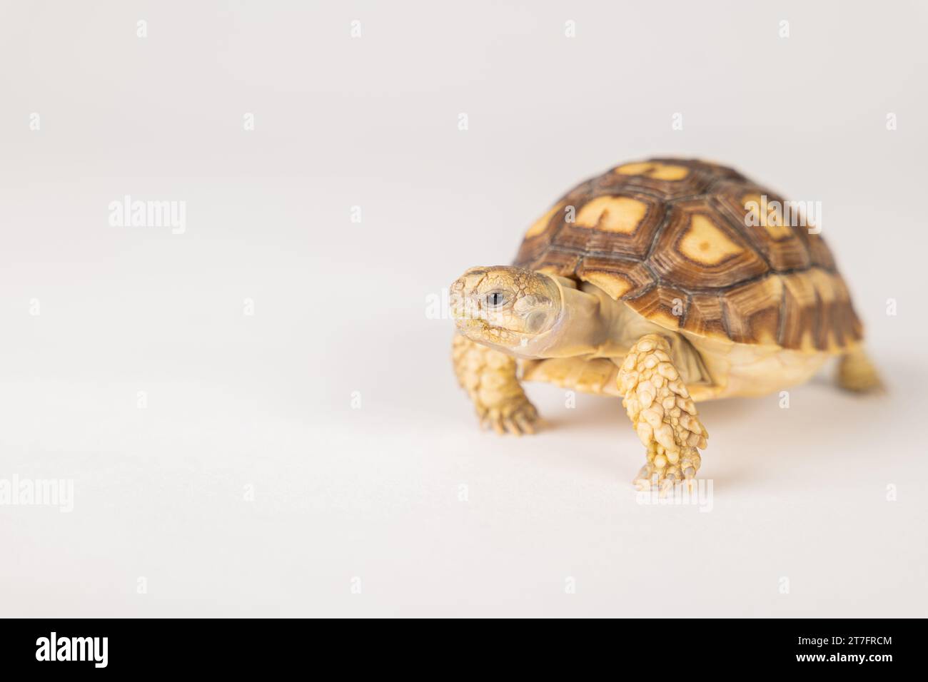 Meet the sulcata tortoise in this isolated portrait, emphasizing the ...