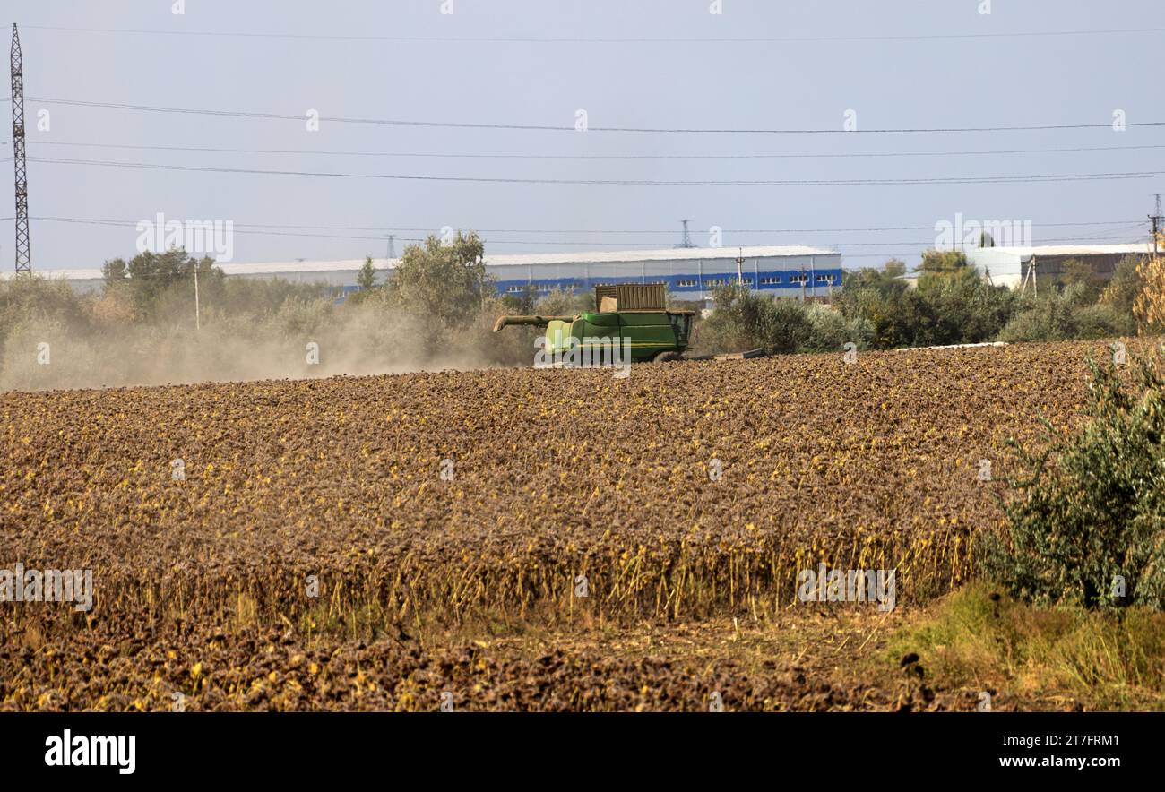 A combine harvester in a ripe sunflower field harvests sunflower seeds ...