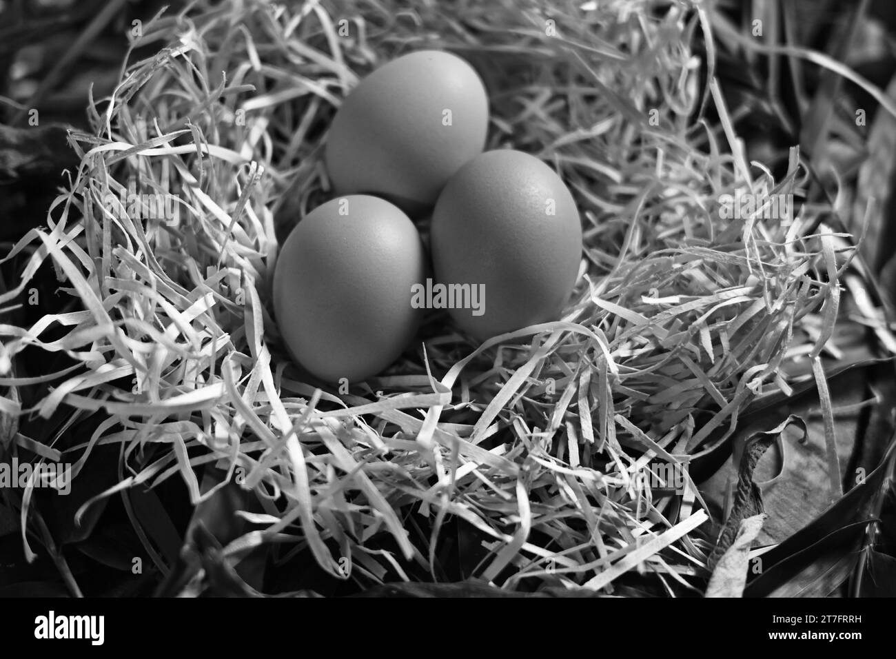 Breakfast bird Black and White Stock Photos & Images - Alamy