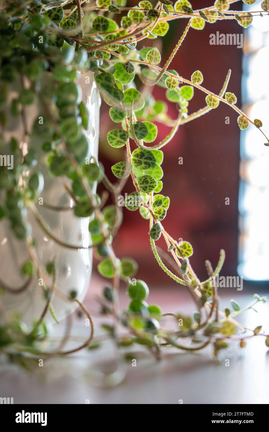 String of turtles flower hi-res stock photography and images - Alamy