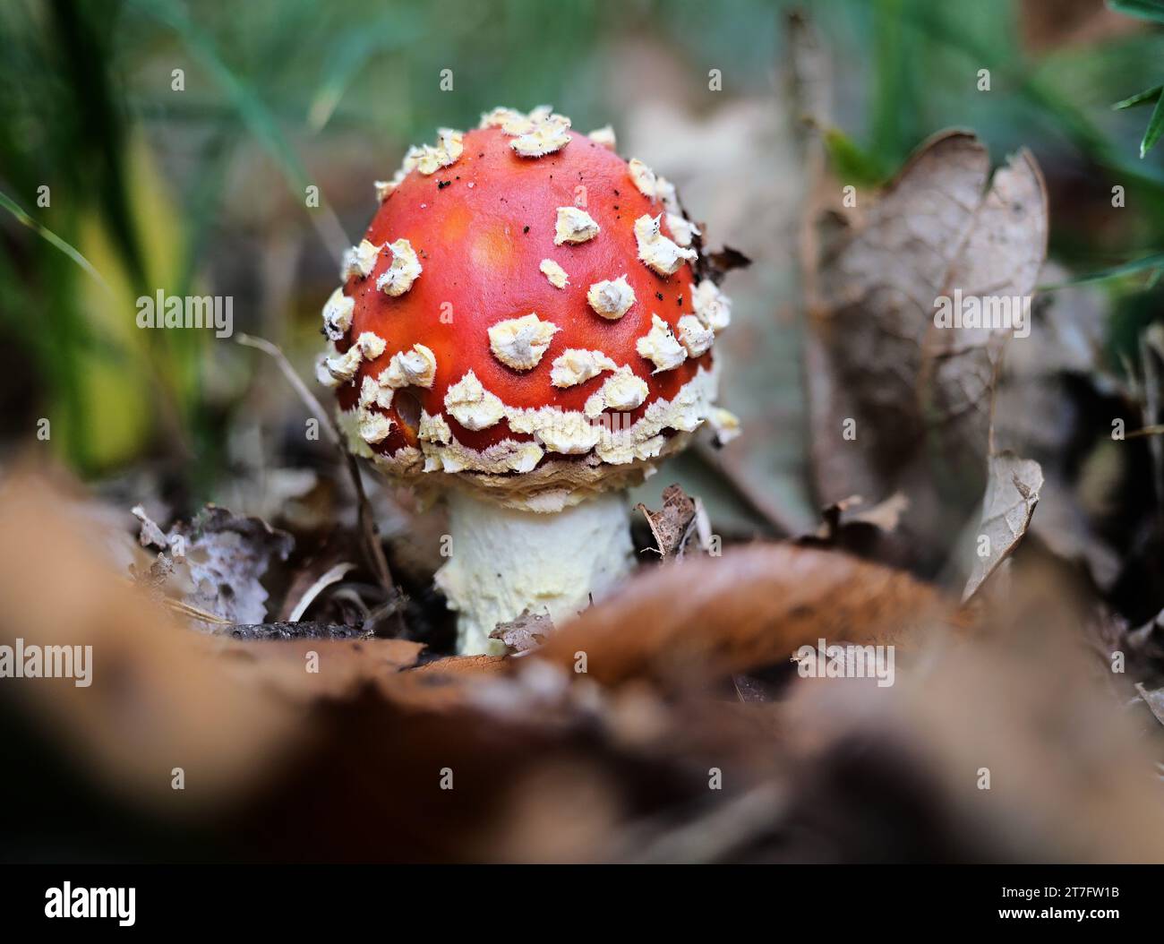 The fly agaric is a symbol of autumn and a popular photographic subject ...